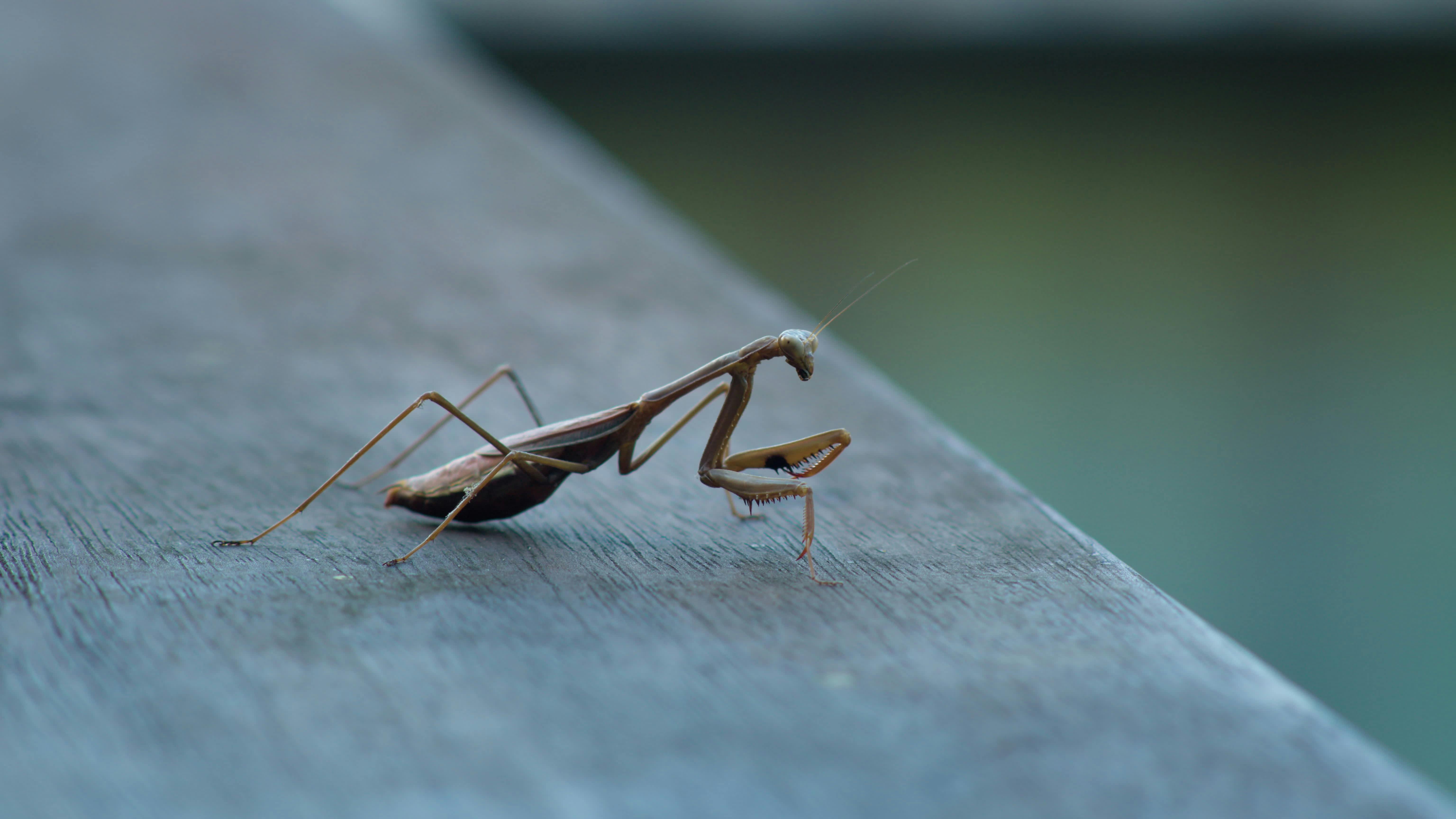 Discover Praying Mantis A Story Driven Footage Artlist