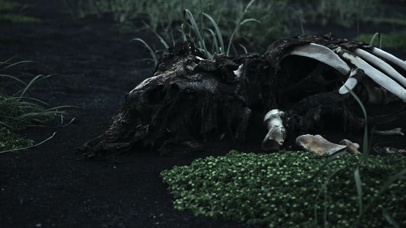 Remains, Animal, Cow, Corpse by Reinis Kaspars – Stock Footage | Artlist