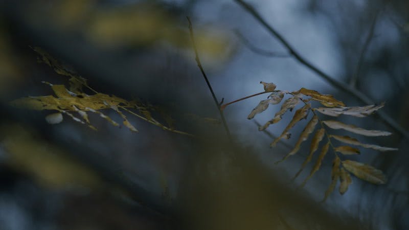 Fall, Twig, Branch, Foilage by Gentle Steps – Stock Footage | Artlist