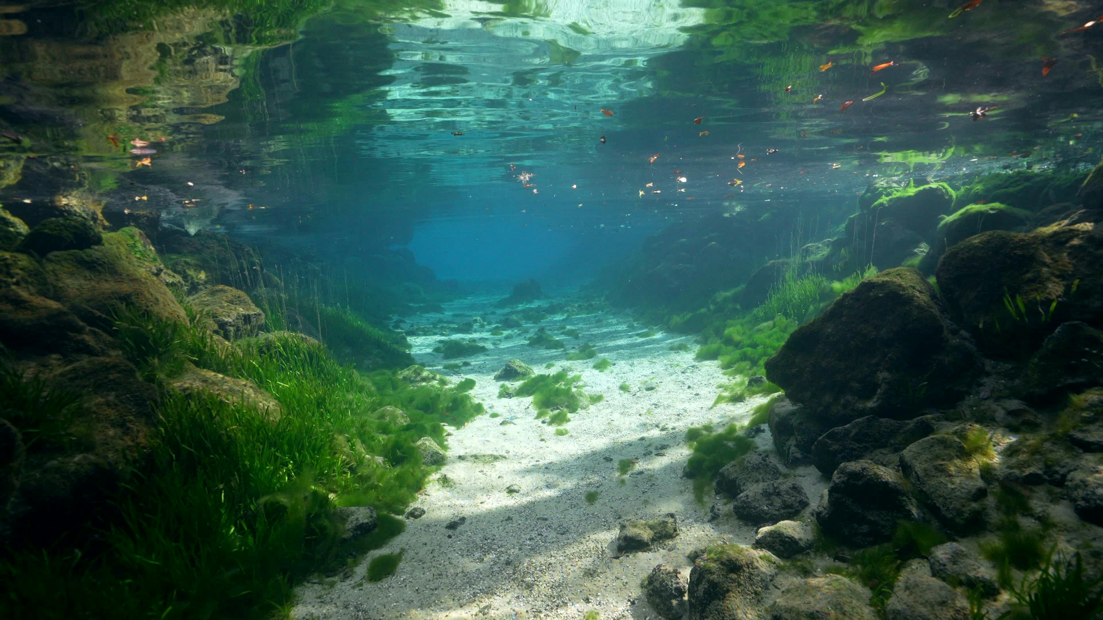 Discover florida-underwater, a story-driven footage | Artlist