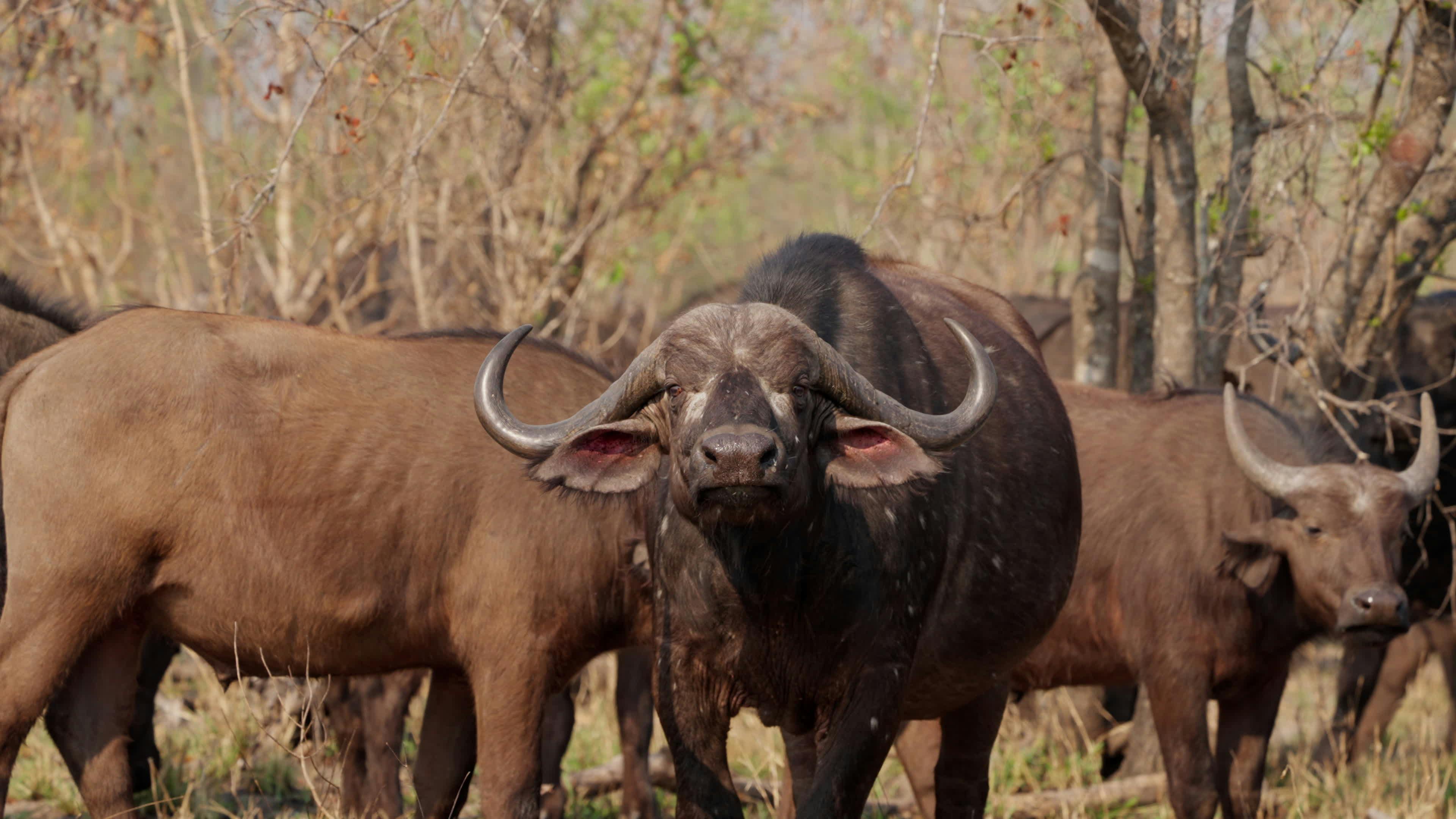 Discover buffalo-and-gnu, a story-driven footage | Artlist