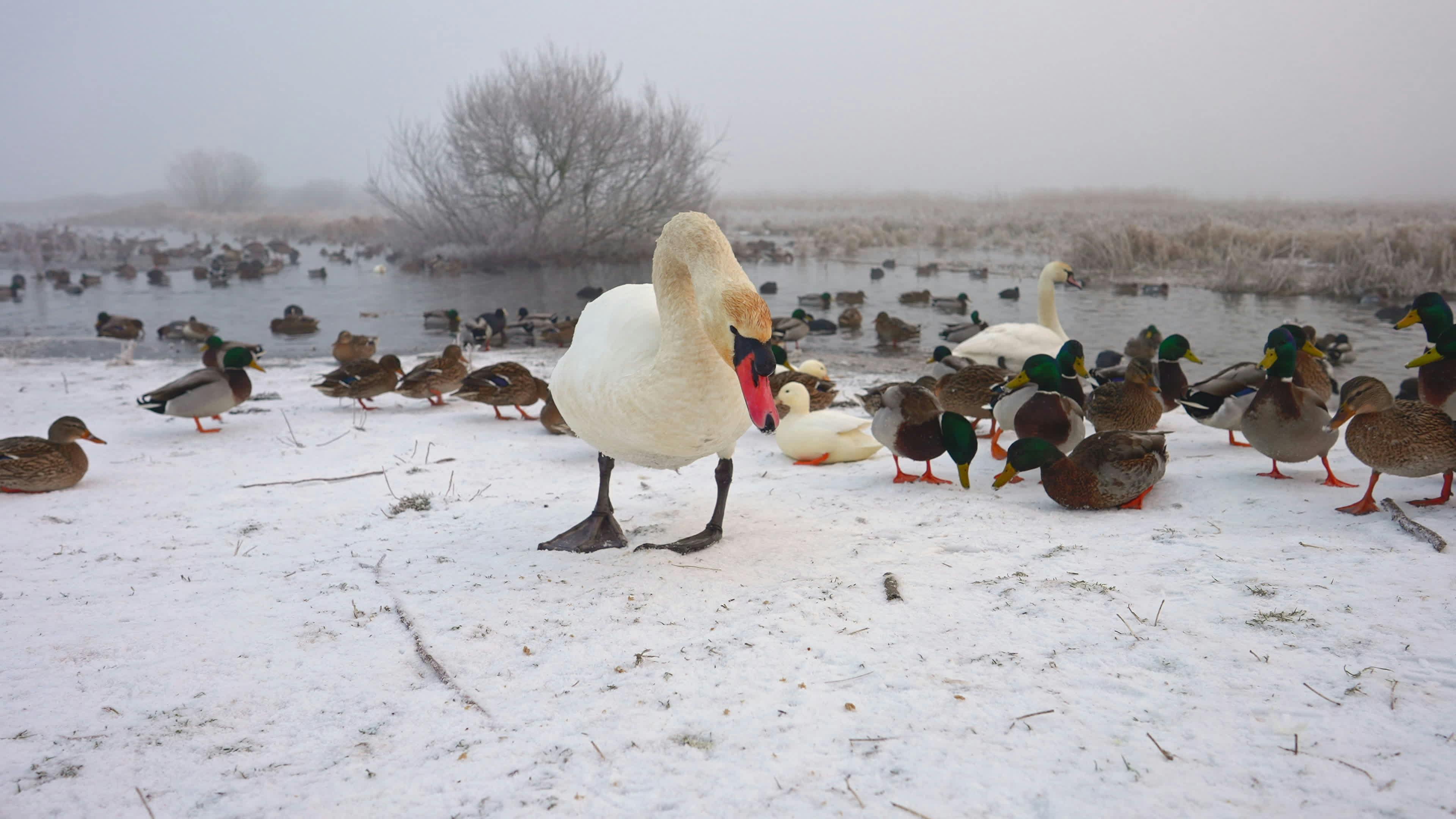 Discover Frozen Swan Lake, a story-driven footage | Artlist