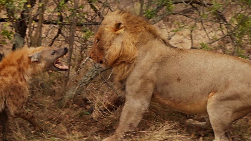 Lion, Predator, South Africa, Safari by Alpha Visuals – Stock Footage ...