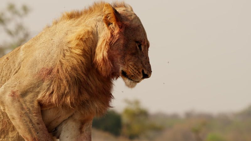 Flies, South Africa, Safari, Lion by Alpha Visuals – Stock Footage ...