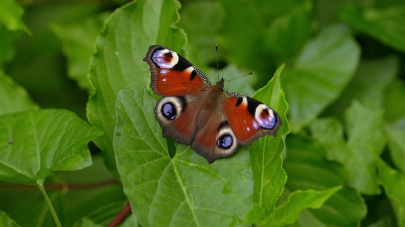Buddleja Davidii, Flowers, European Peacock Butterfly, Empire Blue by ...