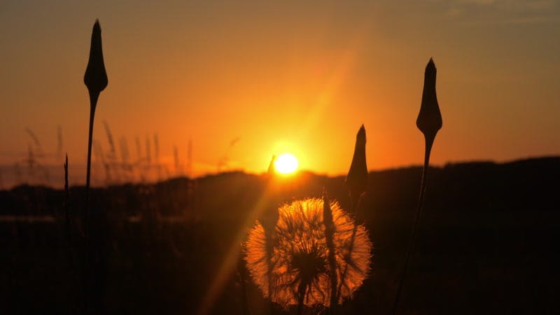 Evening, Weed, Silhouette, Plants by David Alexander Jervidal – Stock ...