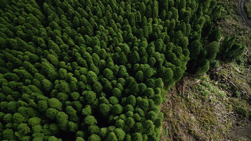 Deforestation, Trees, Forest, Diggers by jmg-visuals – Stock Footage ...