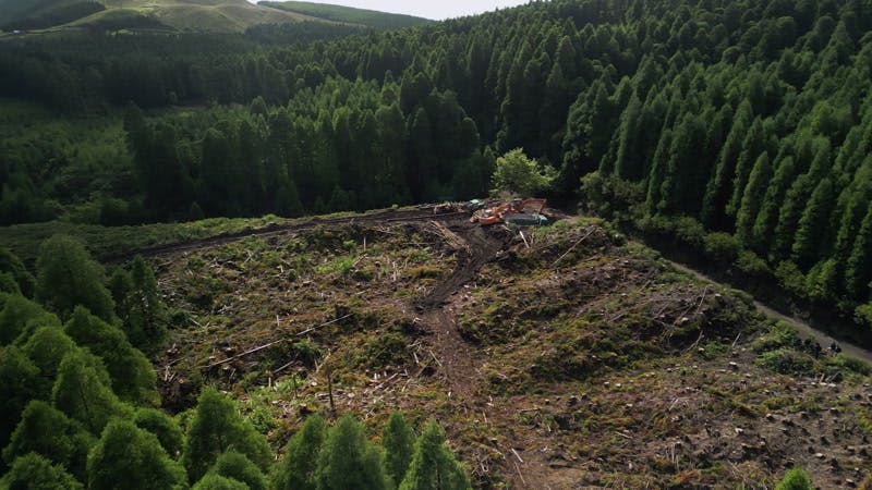 Deforestation, Trees, Truck, Diggers by jmg-visuals – Stock Footage ...