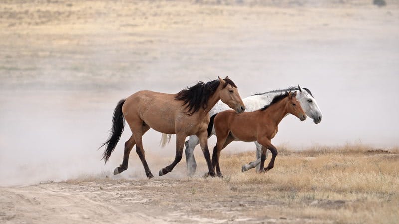 Simpson Springs, Utah, Range, Onaqui Horse Herd by Wesley Aston – Stock ...