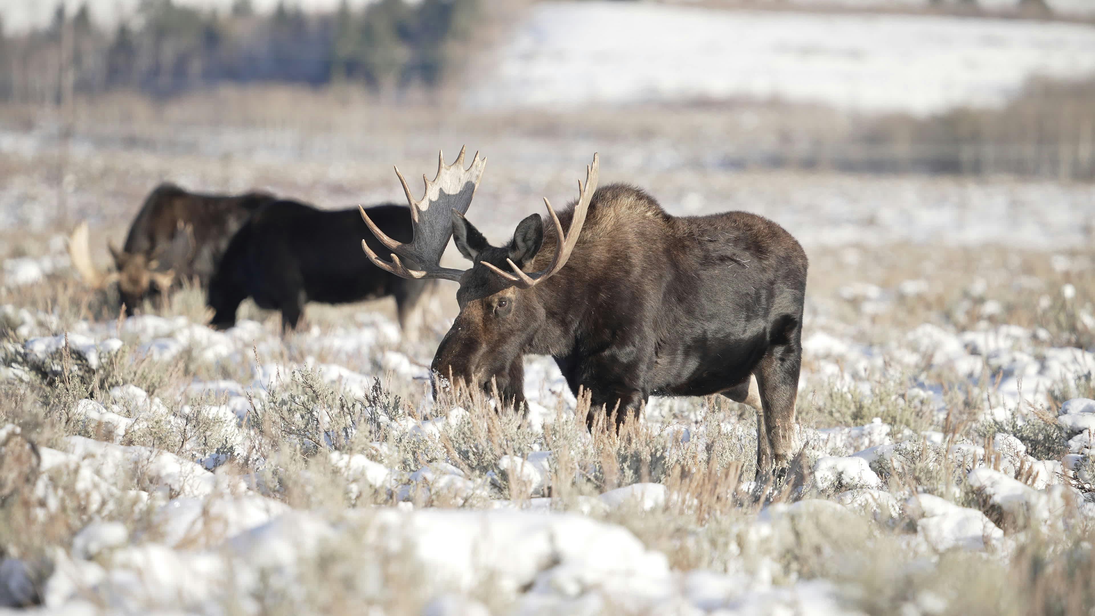 Discover moose-at-the-field, a story-driven footage | Artlist