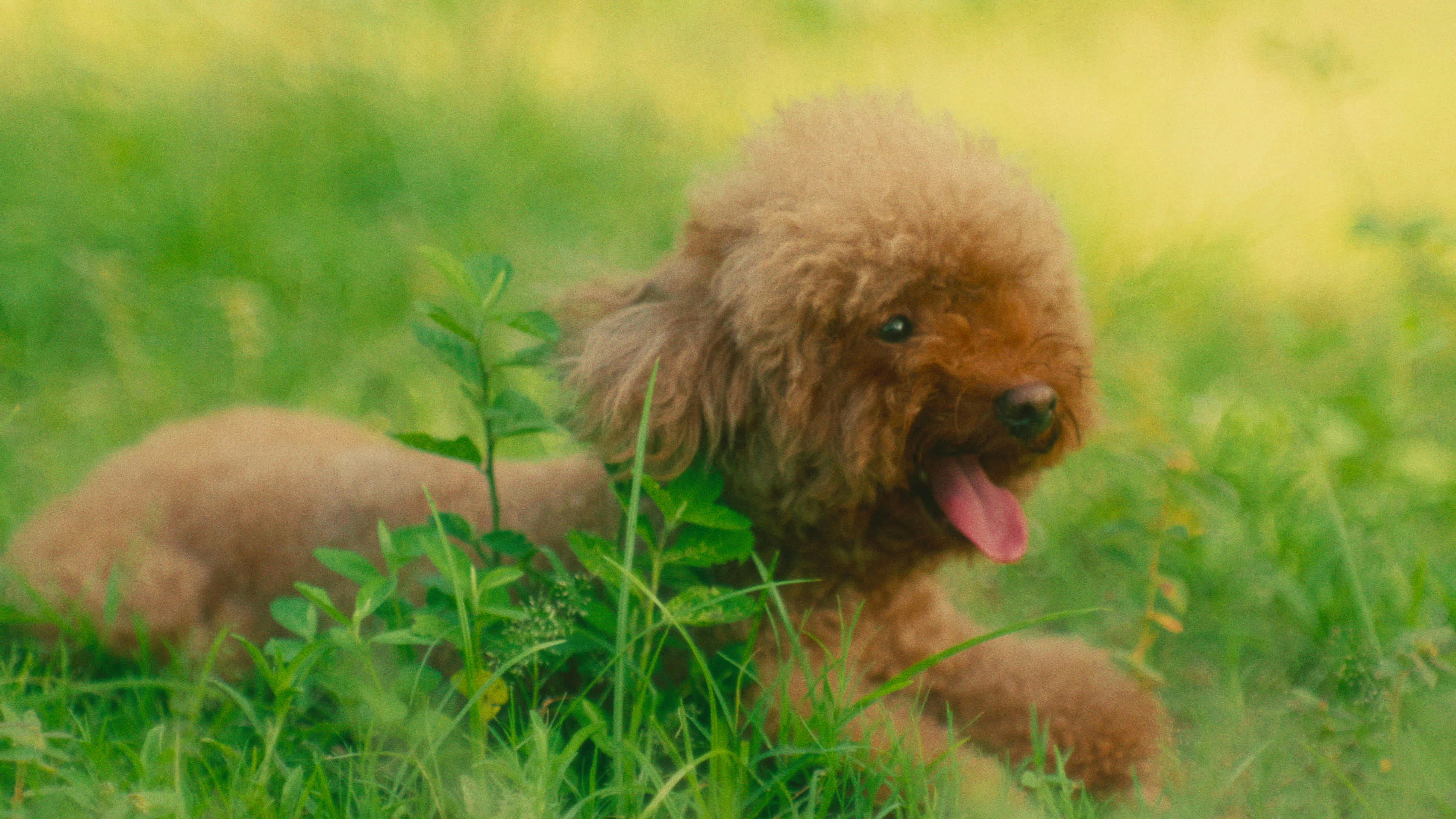 Discover playing-with-a-poodle, a story-driven footage | Artlist