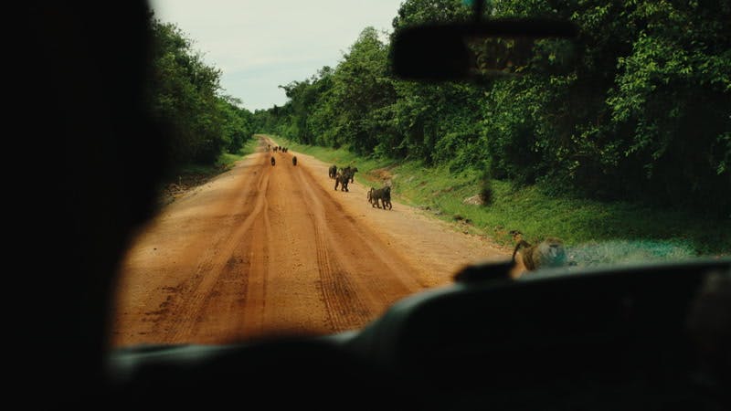Car, Monkey, Riding, Adventure by Yuval Aloni – Stock Footage | Artlist