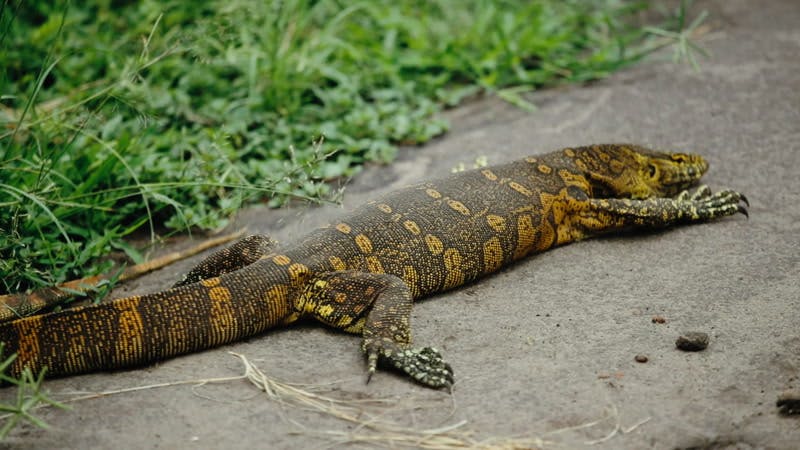 Monitor Lizard, Lizard, Safari, Africa by Yuval Aloni – Stock Footage ...