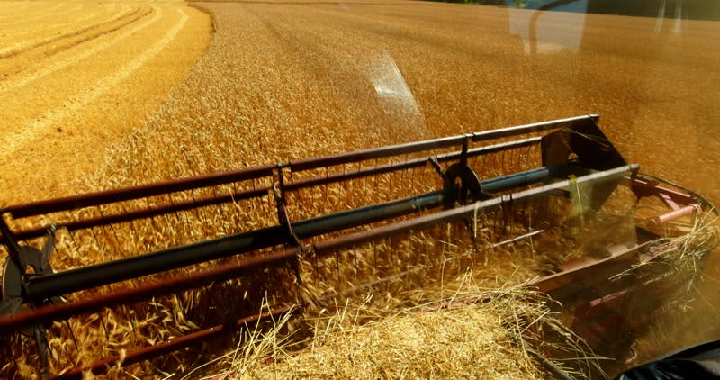 Yellow, Field, Crop, Harvesting by Dmitrii Borovikov – Stock Footage ...