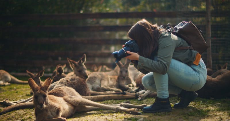 Kangaroos, Woman, Camera, Photograpghy by Monster Filmmakers – Stock ...