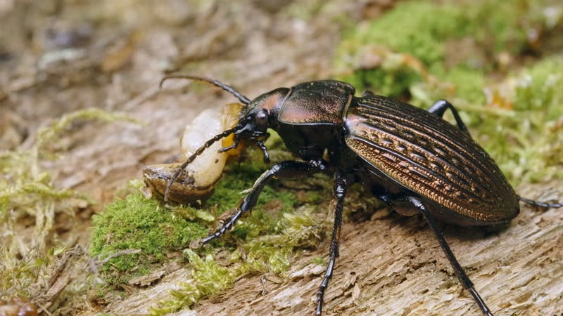 Carabus Ullrichii, Beetle, Bug, Slug by Lukas Pich – Stock Footage ...