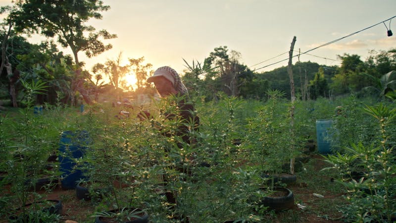 Ganja, Man, Jamaica, Cannabis by Wind Collective – Stock Footage | Artlist
