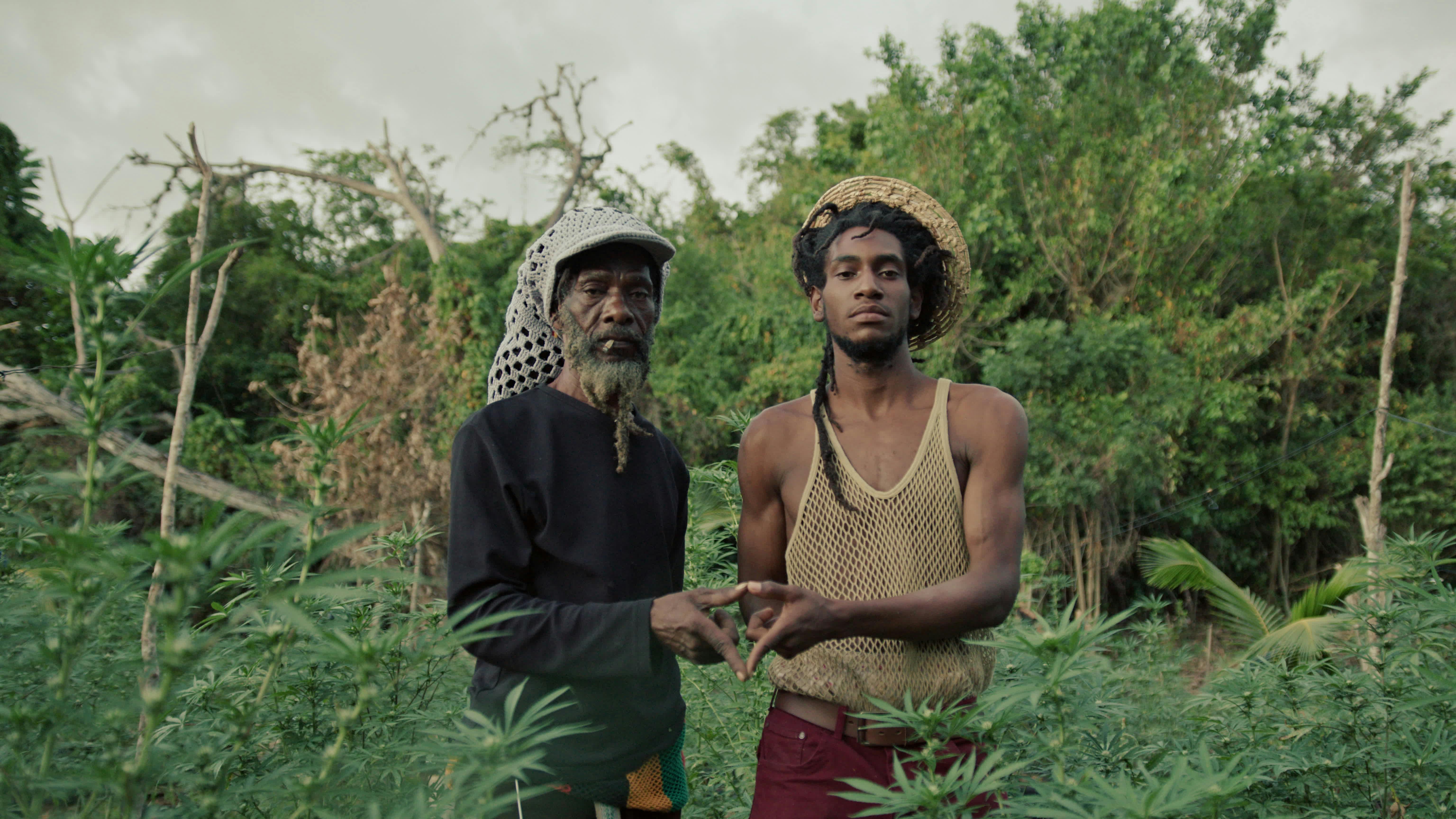 Discover Jamaican Weed Farm A Story Driven Footage Artlist 4567