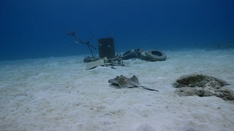 Stingray, Junk, Damage, Pollution by Tilo Kuehnast – Stock Footage ...