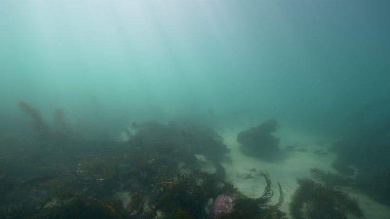 Underwater, Water, Documentary, Marine Life by Tilo Kuehnast – Stock ...
