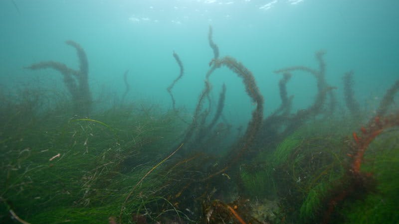 Underwater, Ocean, Marine Life, Documentary by Tilo Kuehnast – Stock ...