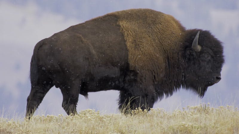 Cattle, Usa, National Park, Yellowstone by Cosmin Dumitrache – Stock ...