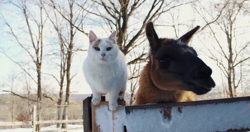 Feeding, Chewing, Llama, Cat by Sergiu Jurca – Stock Footage | Artlist