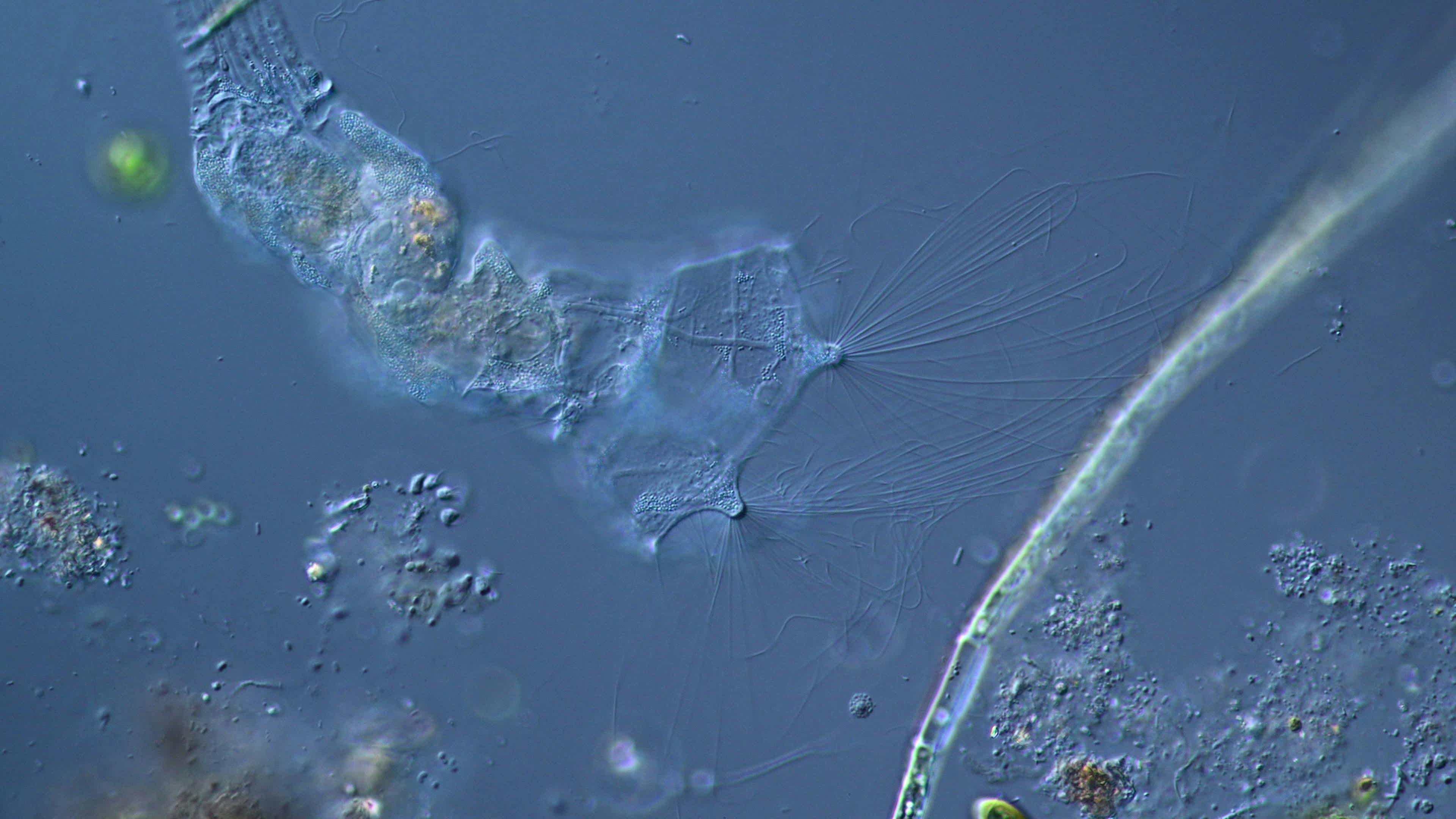 Discover rotifers-under-microscope, a story-driven footage | Artlist