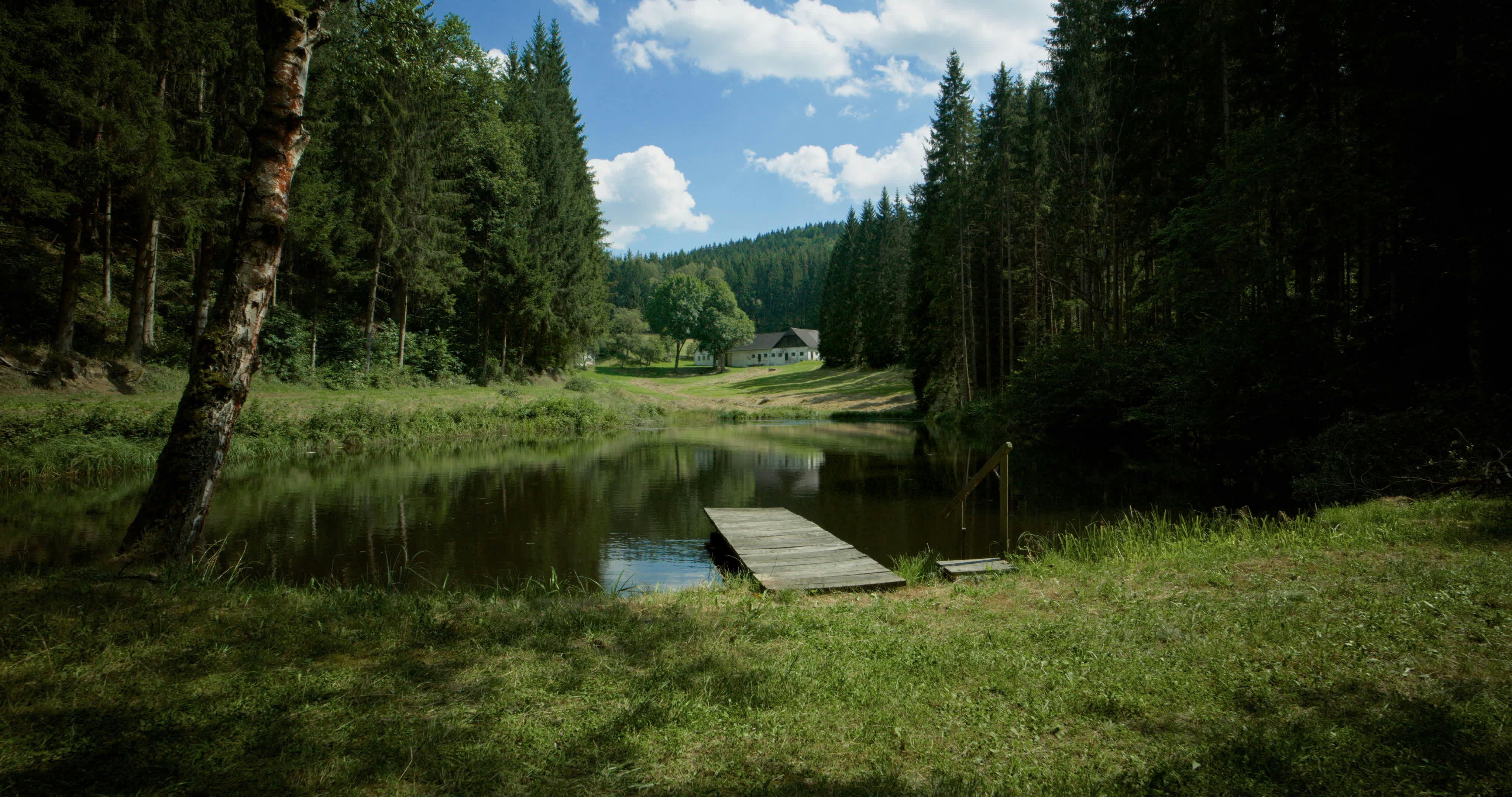 Discover forest, a story-driven footage | Artlist