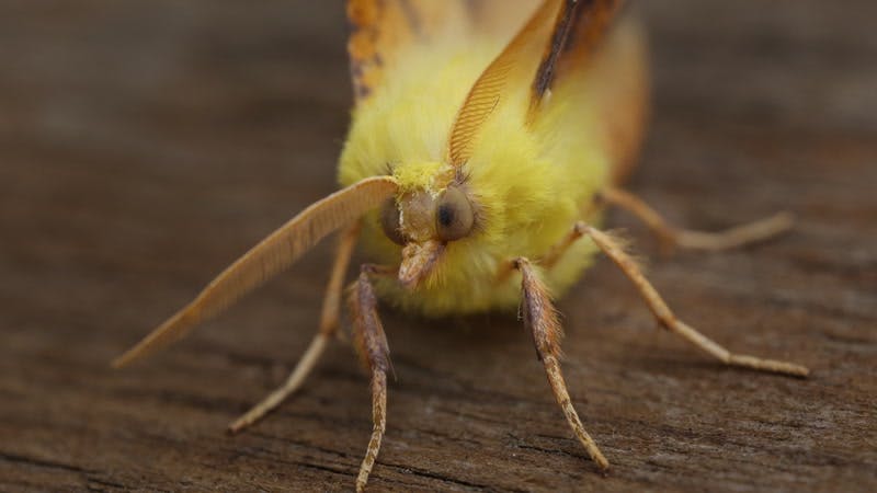 Insect, Moth, Antennae, Thorax by Gentle Steps – Stock Footage | Artlist