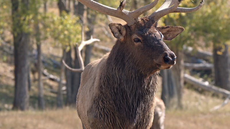 Elk, Endangered, Protected Species, Trees by Wesley Aston – Stock ...