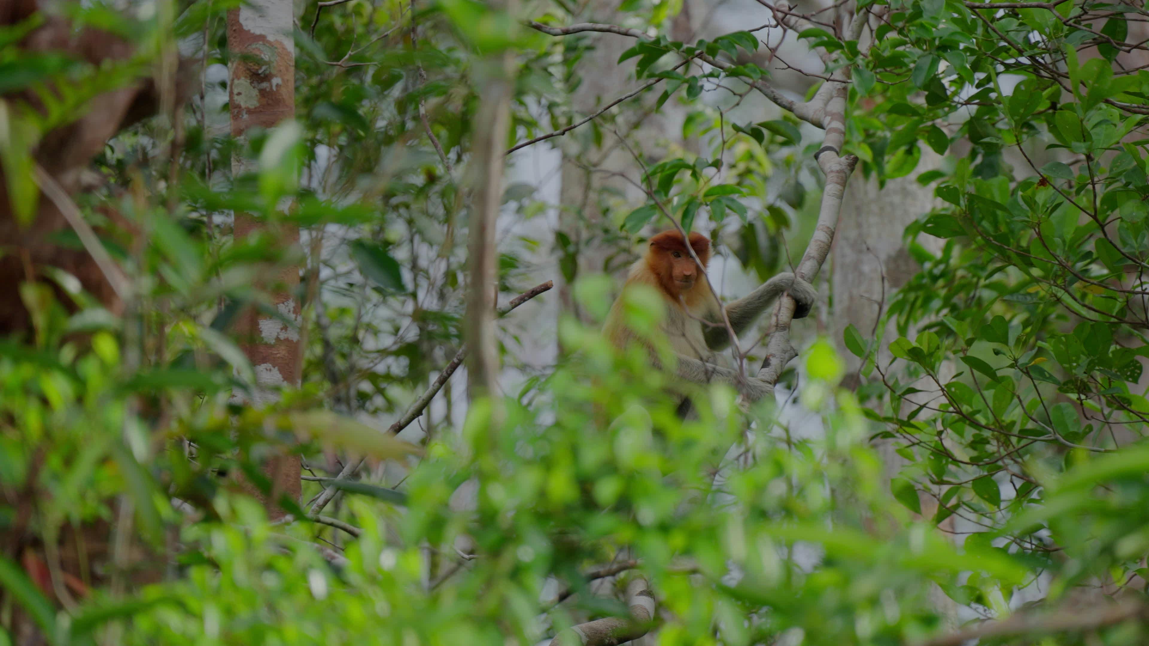 Discover proboscis-monkey, a story-driven footage | Artlist