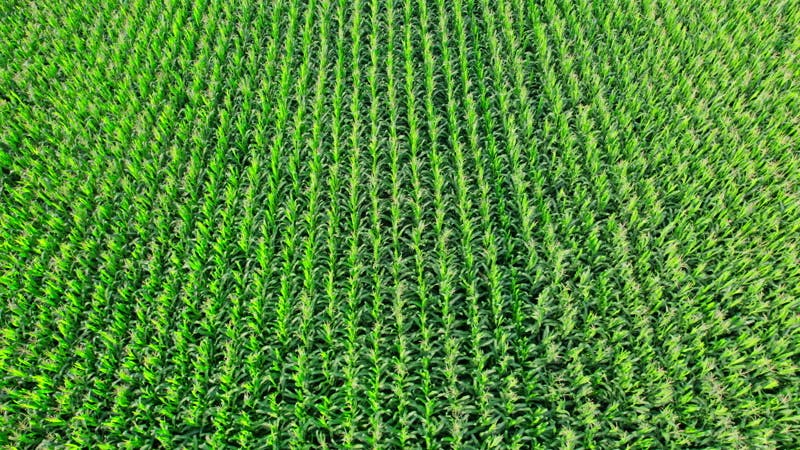 Cropland, Farmland, Green, Corn by Denys Hrishyn – Stock Footage | Artlist