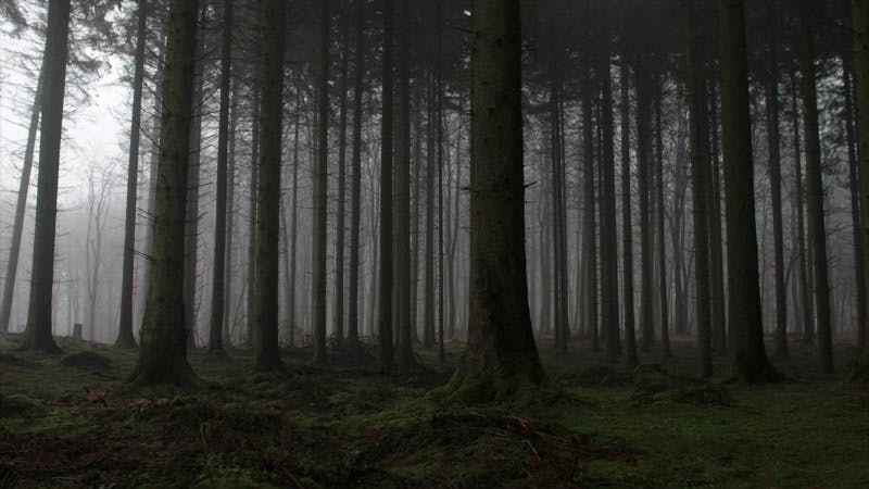 Eerie, Dim, Dark, Trees by Simon Wittrup – Stock Footage | Artlist