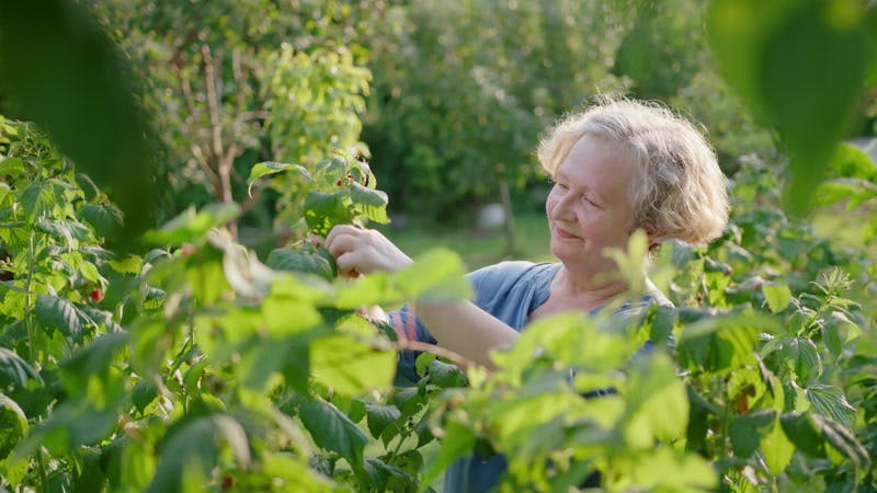 Looking, Raspberry, Picking, Plants by AG-Studio – Stock Footage | Artlist