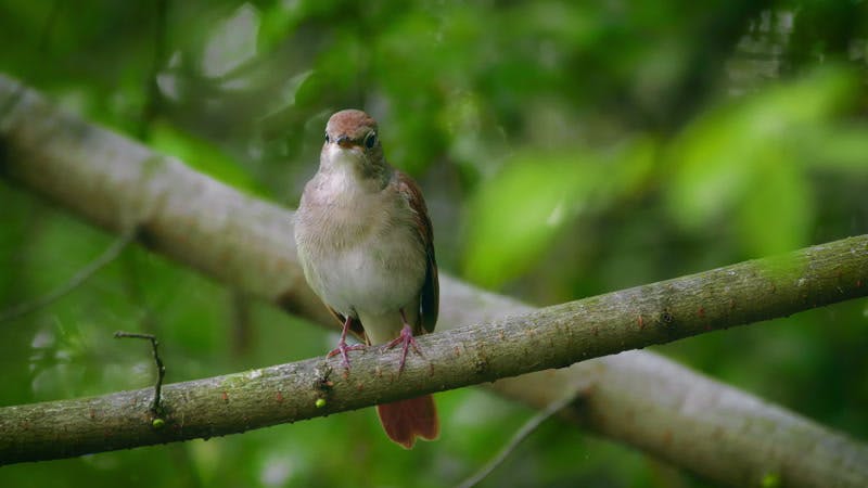 Leaves, Nightingale, Tweets, Branch by Lukas Pich – Stock Footage | Artlist