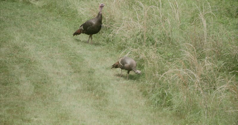 Countryside, Wildlife, Turkeys, Pecking by Josh Youngbar – Stock ...