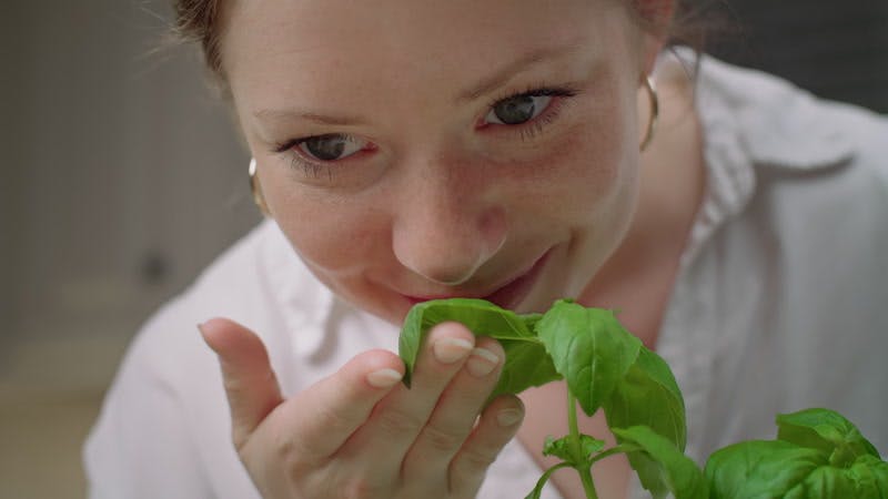 Smelling, Basil, Leaves, Spices by Erik Nuenighoff – Stock Footage ...