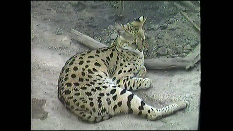Savannah Cat, Zoo, Vhs, Usa by Scott Simerly Jr. – Stock Footage | Artlist