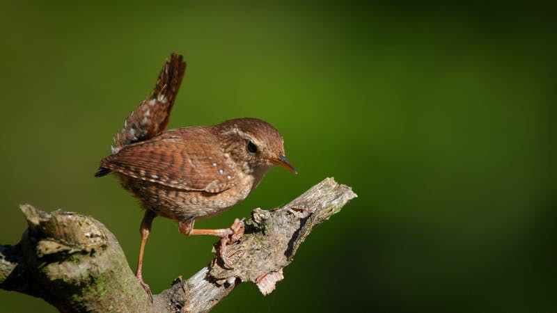 Leaf, Song-bird, Tree-branch, Bird by Lukas Pich – Stock Footage | Artlist