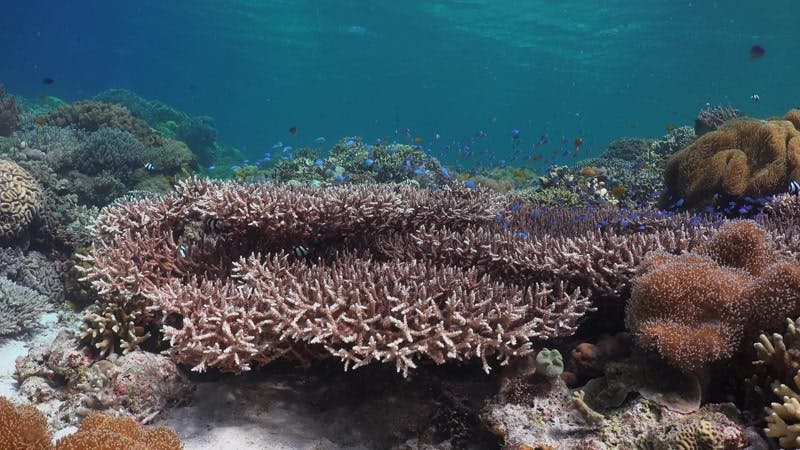 Hard Corals, Stony Corals, Fish, Ocean by Blue Water Fascination ...
