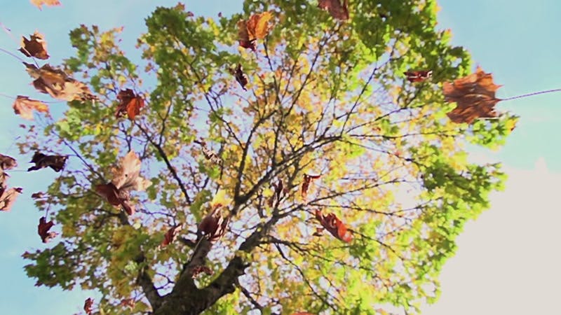 Dry Leaf, Fall, Falling Down, Tree by Animedias – Stock Footage | Artlist