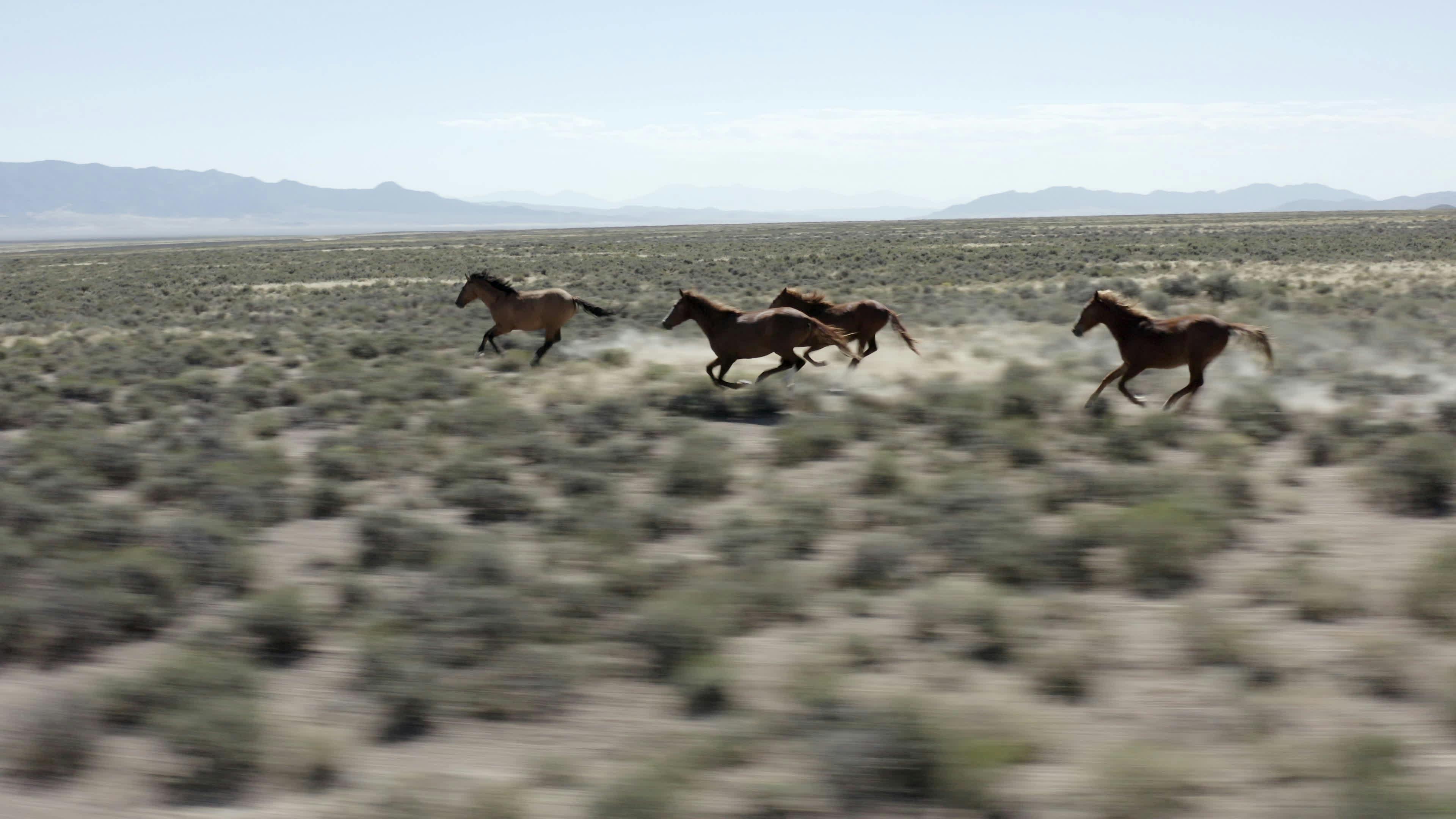 Discover wild-mustangs, a story-driven footage | Artlist