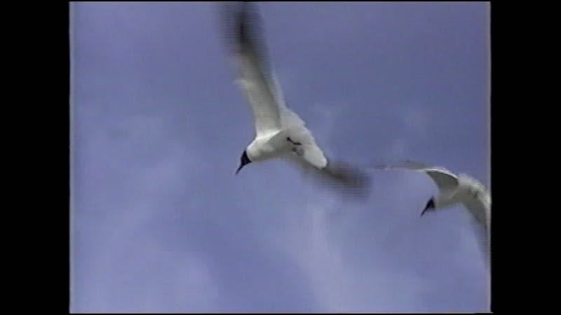 Vhs, Birds, Nostalgic, 1980s by Scott Simerly Jr. – Stock Footage | Artlist