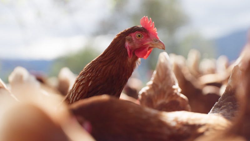 Farm, Flock, Rooster, Poultry by Luca Amhofer – Stock Footage | Artlist