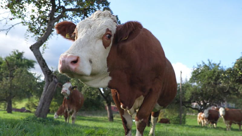 Face, Cow, Austria, Nose by Luca Amhofer – Stock Footage | Artlist