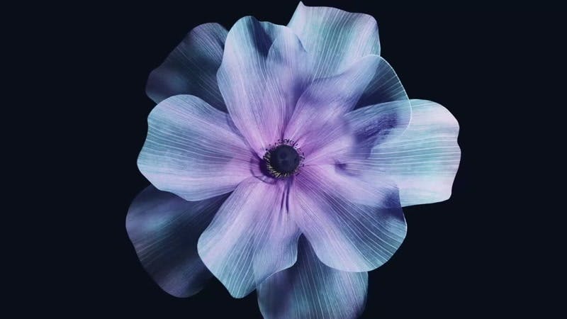 Blossom, Cgi, Blooming, Flower by Generative Art Studio inc. – Stock ...