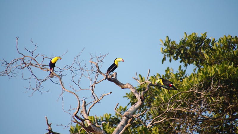 Toucans, Flock, Vegetation, Costa Rica by 21 Aerials – Stock Footage ...