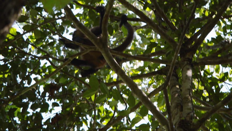 Monkey, Trees, Costa Rica, Vegetation by 21 Aerials – Stock Footage ...
