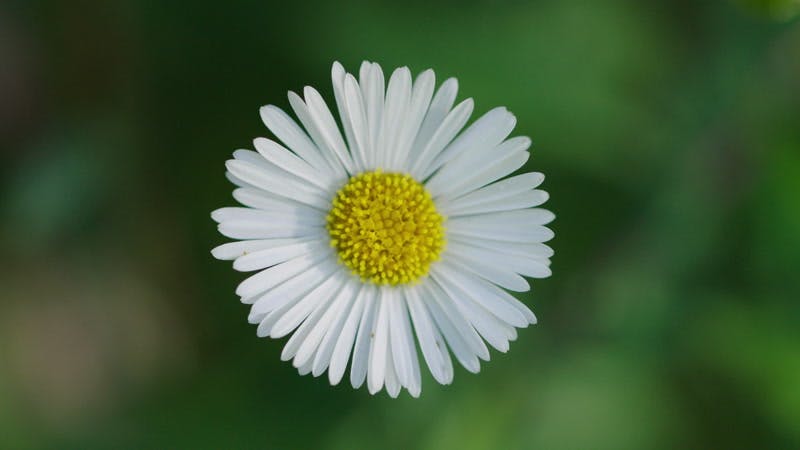Pollen, Petals, Growing, Garden by Robbie Fatt – Stock Footage | Artlist